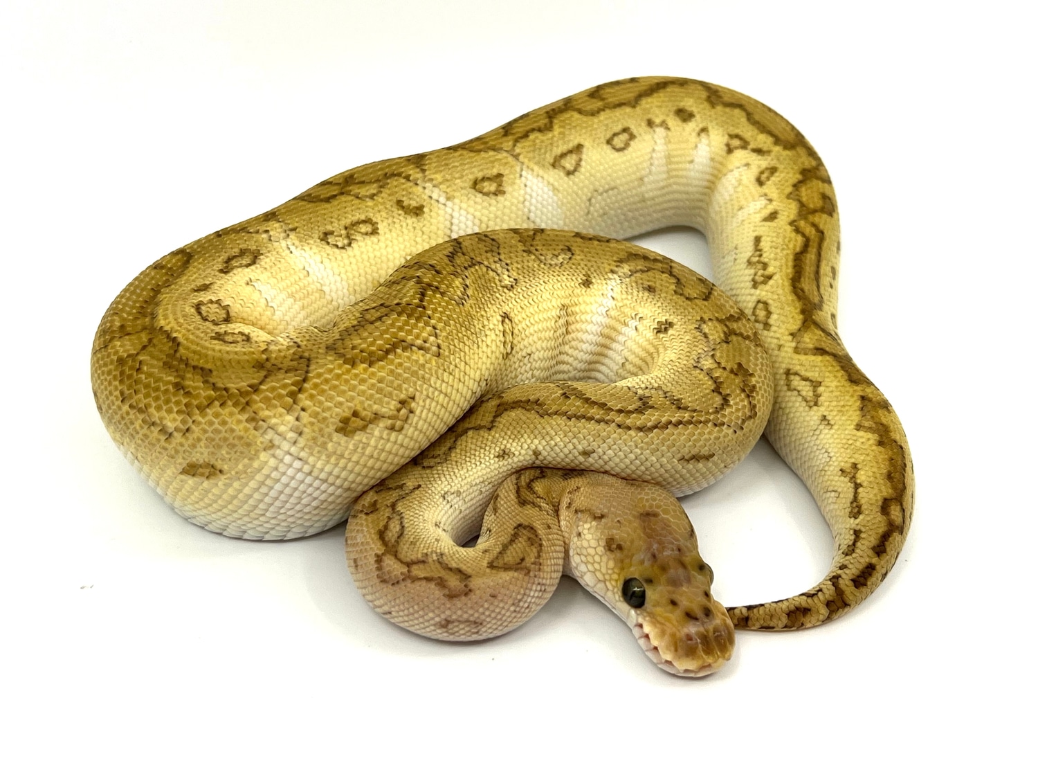 Butter Furrow Pinstripe Clown Ball Python by Bushveld Reptiles ...