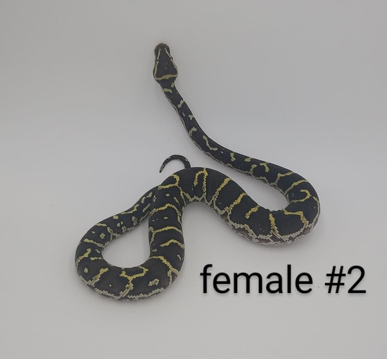 Angolan Python (APP Import) by Bushveld Reptiles