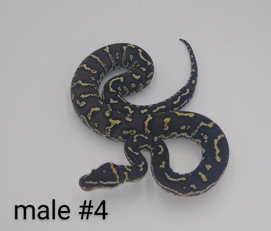 Angolan Python (APP Import) by Bushveld Reptiles