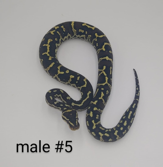 Angolan Python (APP Import) by Bushveld Reptiles