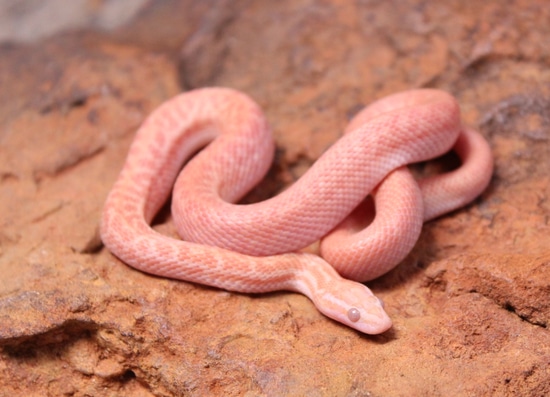 T+/T- Albino House Snake by Bushveld Reptiles