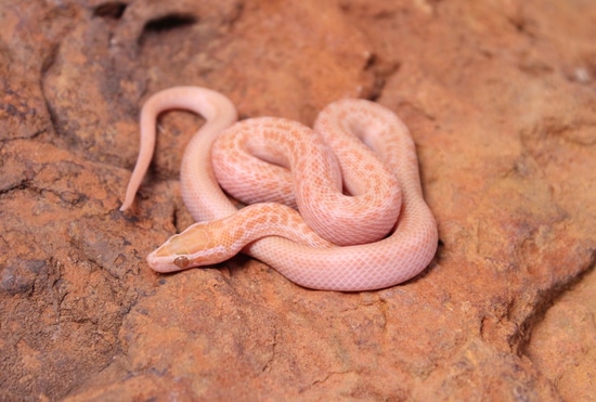 KZN Red (50%) T+/T- Albino House Snake by Bushveld Reptiles