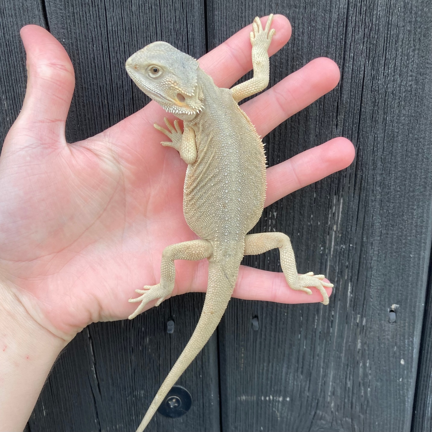 Hypo Witblits Leatherback Male Central Bearded Dragon by Busters ...