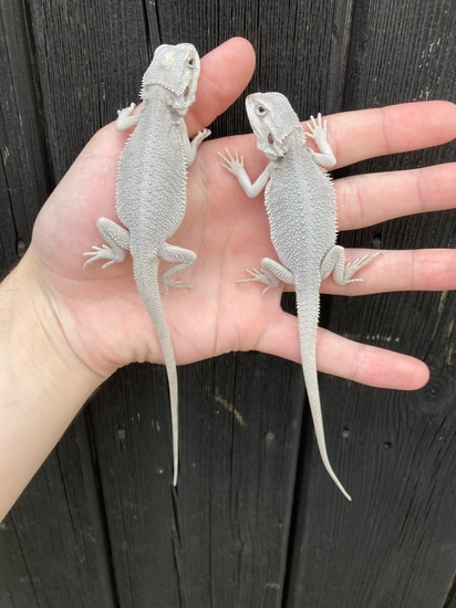 Hypo Zero Central Bearded Dragon by Busters Reptiles