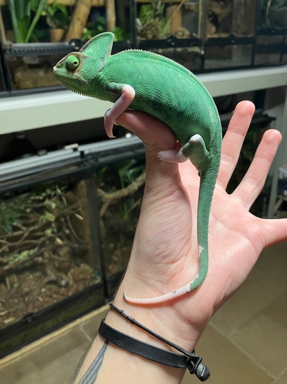 Medium Pied Female Veiled Chameleon by Busters Reptiles