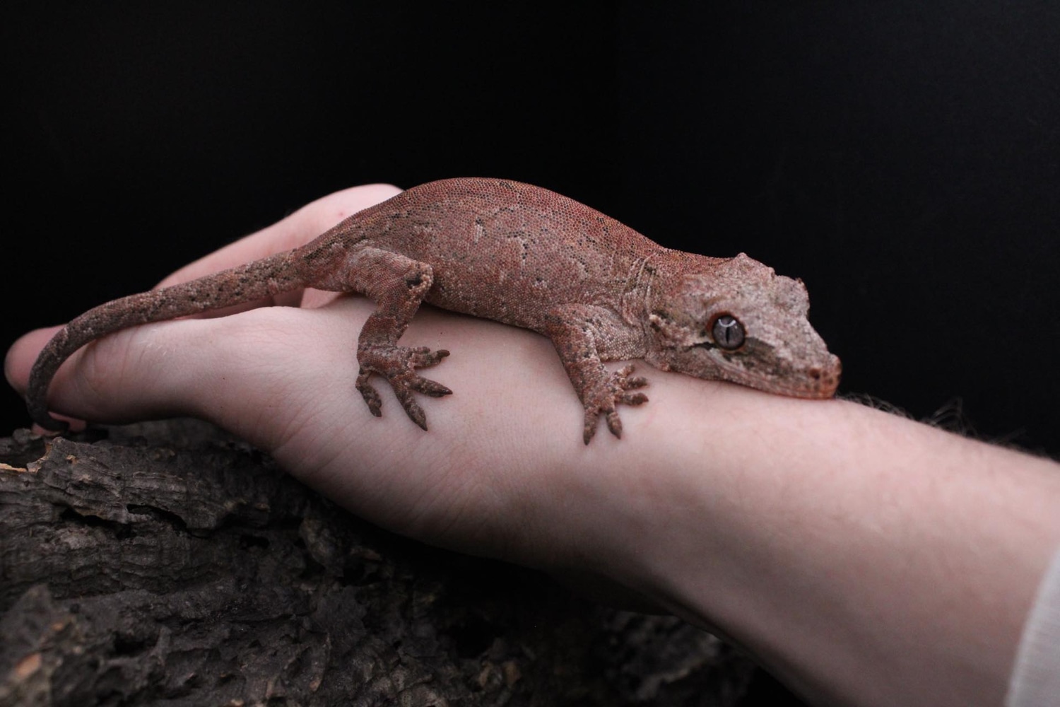 Pink/Red Reticulated Gargoyle Gecko by GeckoHunter - MorphMarket