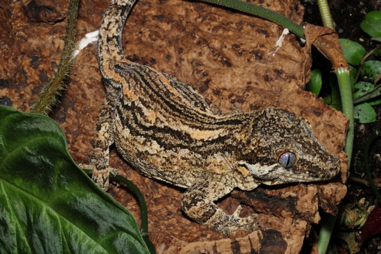 Normal Stripe Gargoyle Gecko by Spider Gecko
