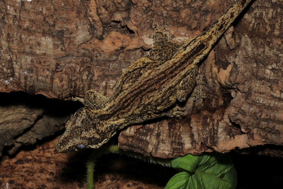 Normal Stripe Gargoyle Gecko by Spider Gecko