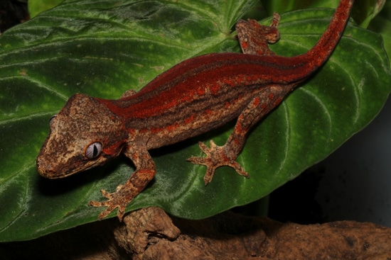 Red Stripe Gargoyle Gecko by Spider Gecko