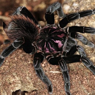 Xenesthis Intermedia Amazon Blue Bloom) 2" Tarantula by Spider Gecko