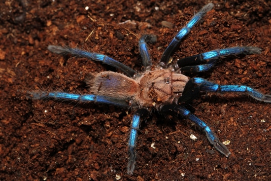 Birupes Simoroxigorum Spiderling Tarantula by Spider Gecko