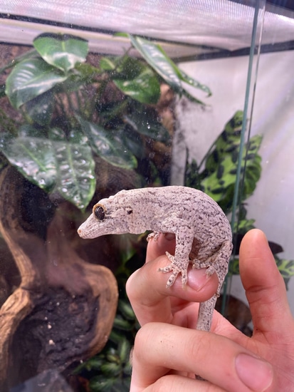 Phantom Eye Bright White Gargoyle Gecko by Spider Gecko