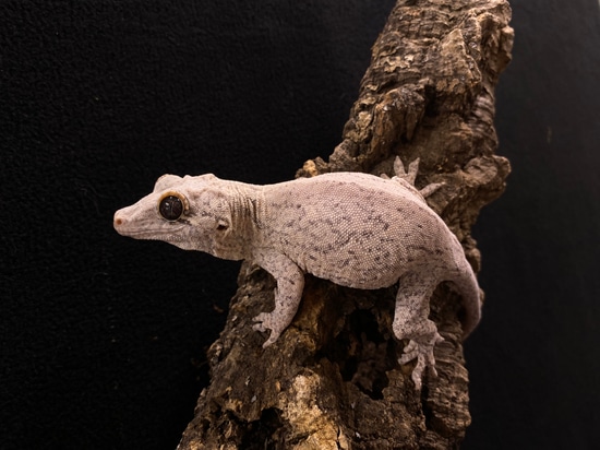 Phantom Eye White Reticulated Gargoyle Gecko by Spider Gecko