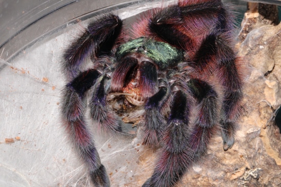 Caribena Versicolor Female Tarantula by Spider Gecko