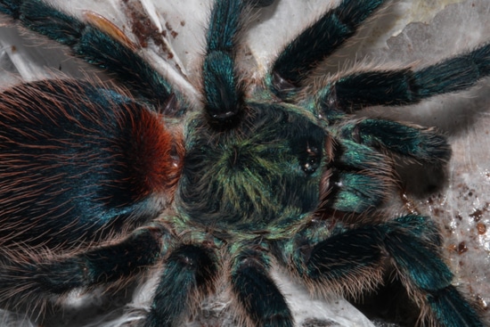 10 Lot Dolichothele Diamantinensis (Blue Dwarf Beauty) 2i Tarantula by ...