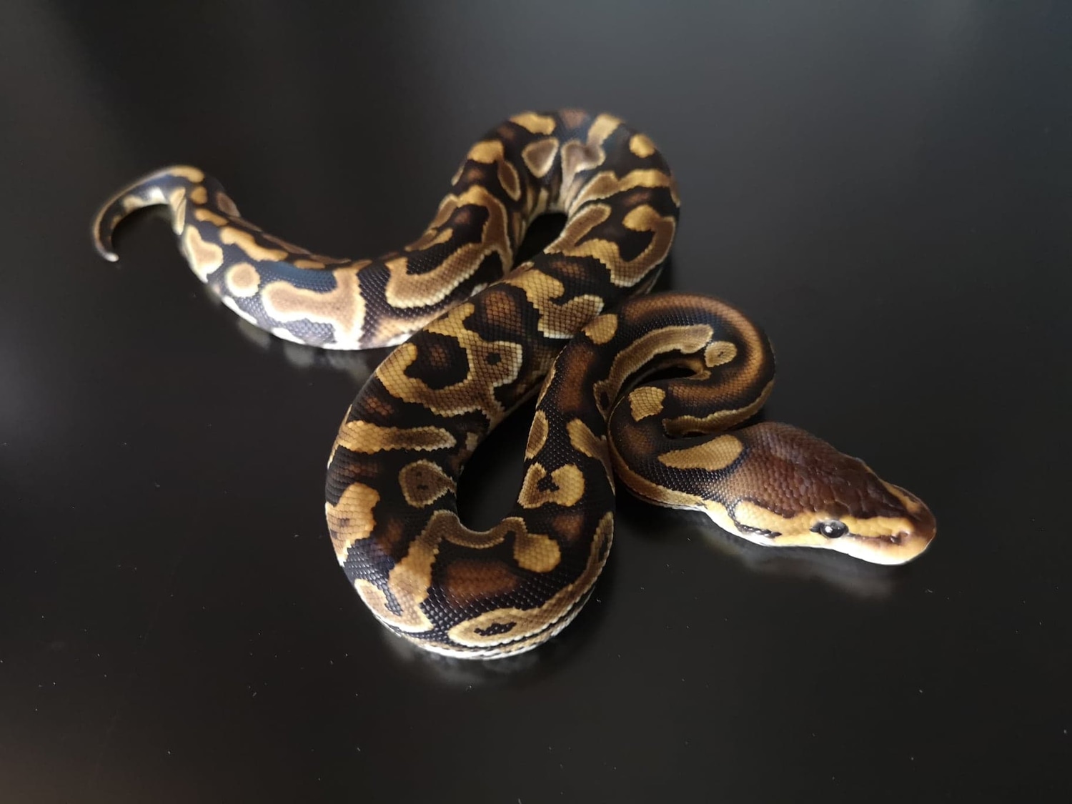 Chocolate Puzzle 100% Het Hypo Ball Python by Deefsballpythonbreeding ...