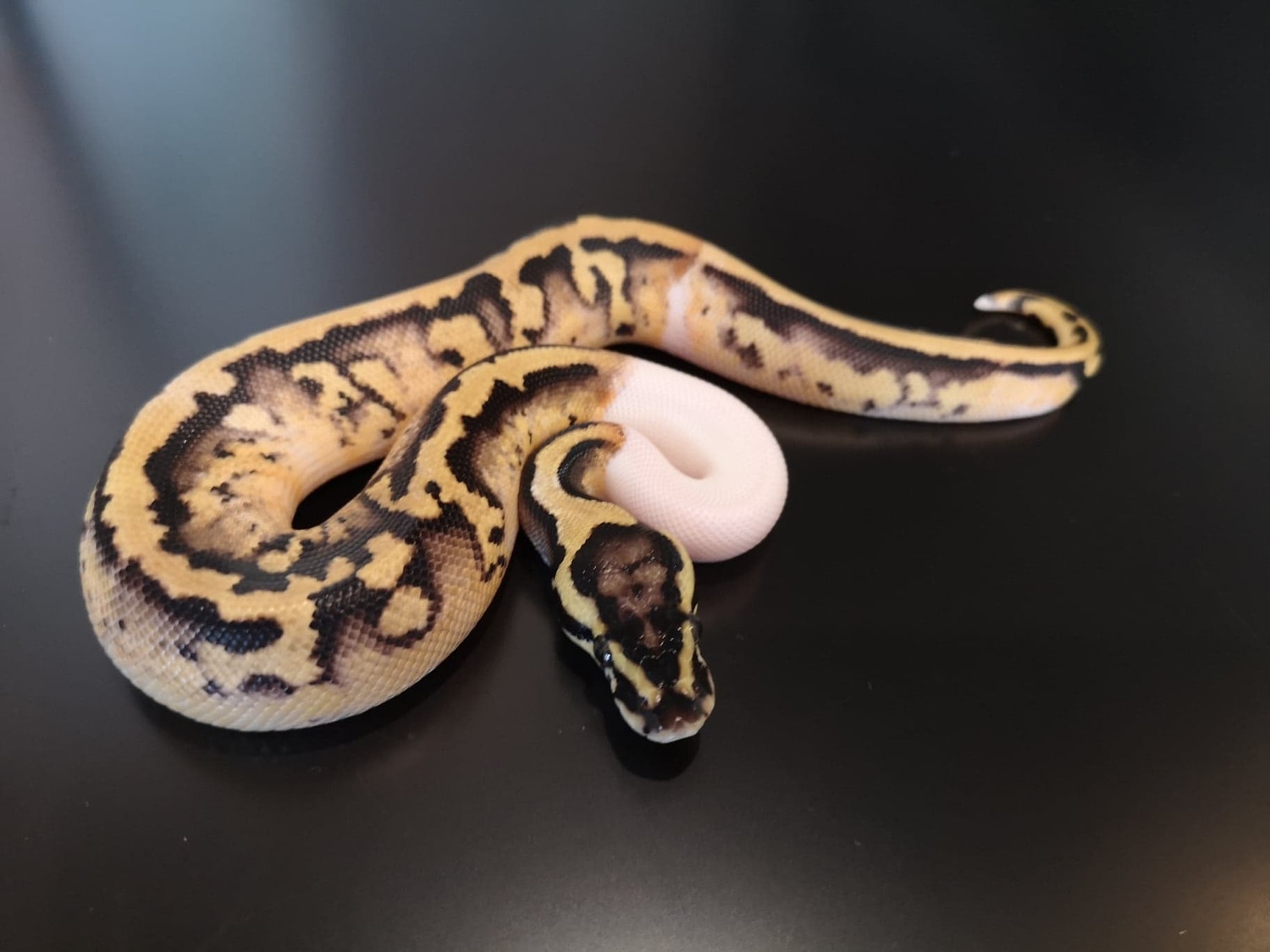Pastel Piebald 66% Desert Ghost Ball Python by Deefsballpythonbreeding ...