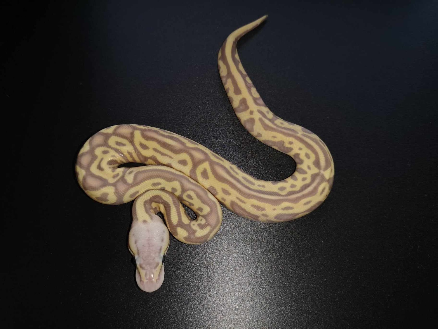 Banana Leopard Pastel 100% Het Clown Ball Python by ...