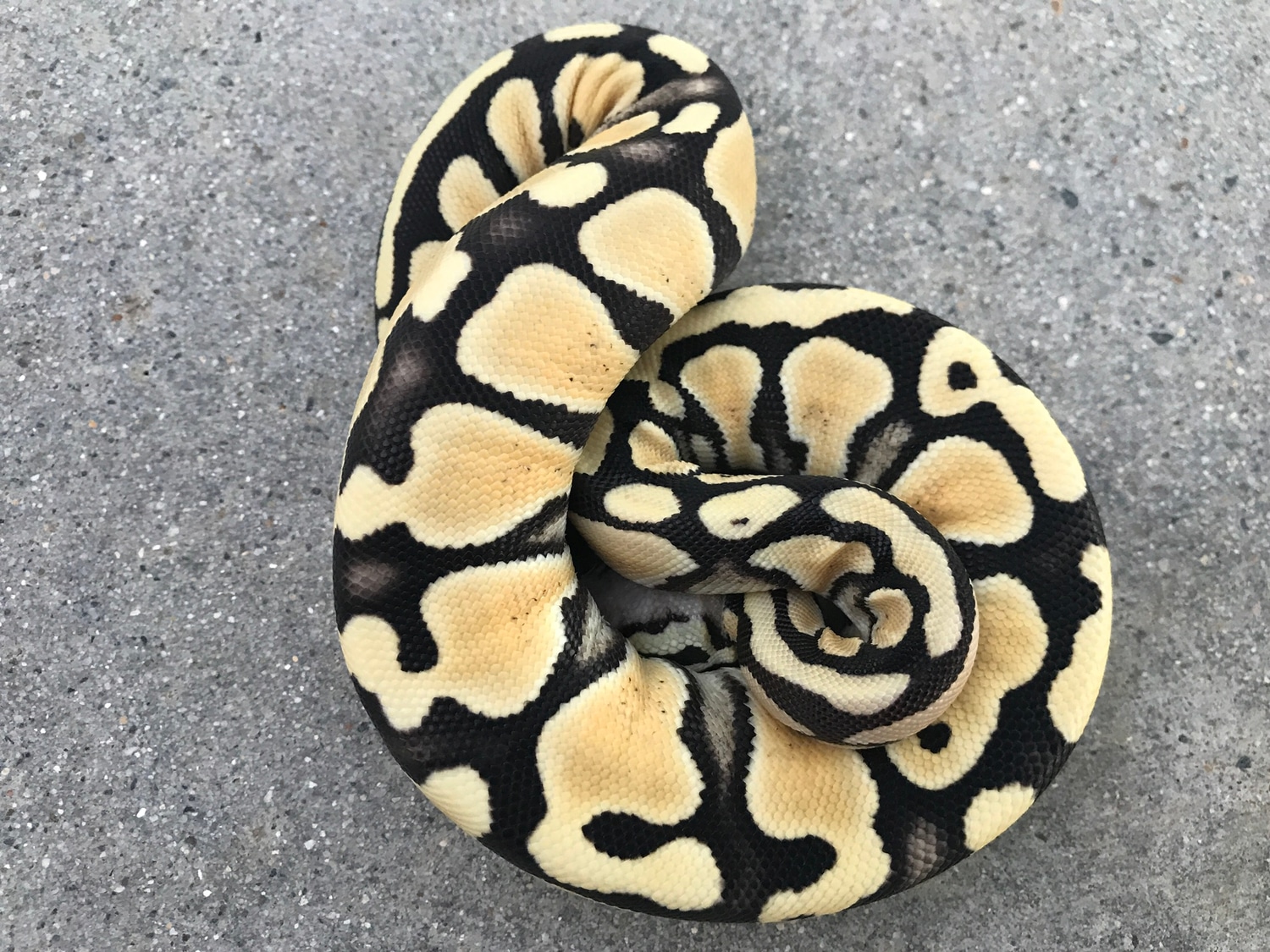 Ball Python Clutch: 24-15 by Butte Ball Pythons LLC - MorphMarket