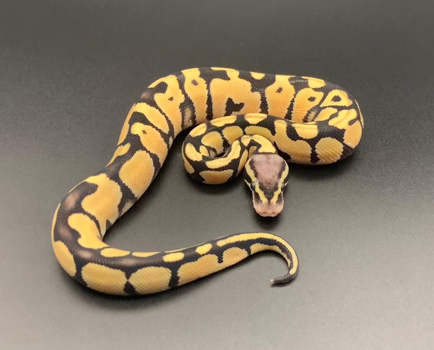 Pastel Desert Ghost Ball Python by Butte Ball Pythons LLC - MorphMarket