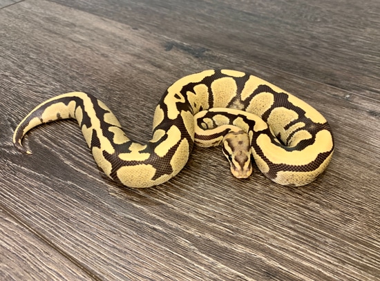 Fire Desert Ghost Ball Python by Butte Ball Pythons LLC