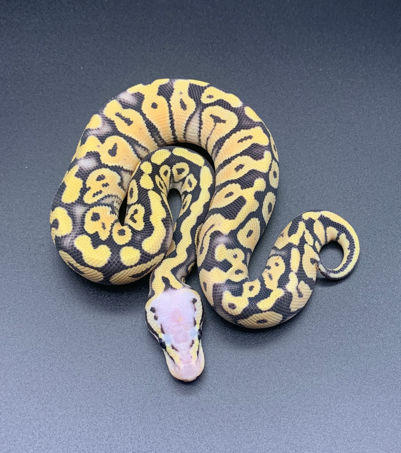 Super Pastel Desert Ghost Het Clown Ball Python by Butte Ball Pythons ...