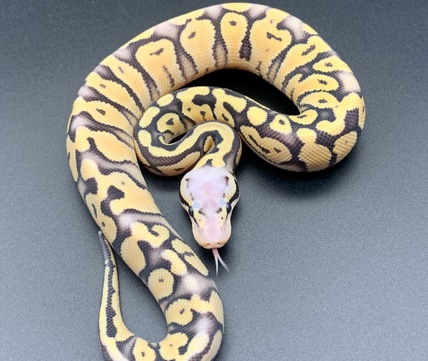Spider Het Desert Ghost Het Clown (Pos Blade) Ball Python by Butte Ball ...
