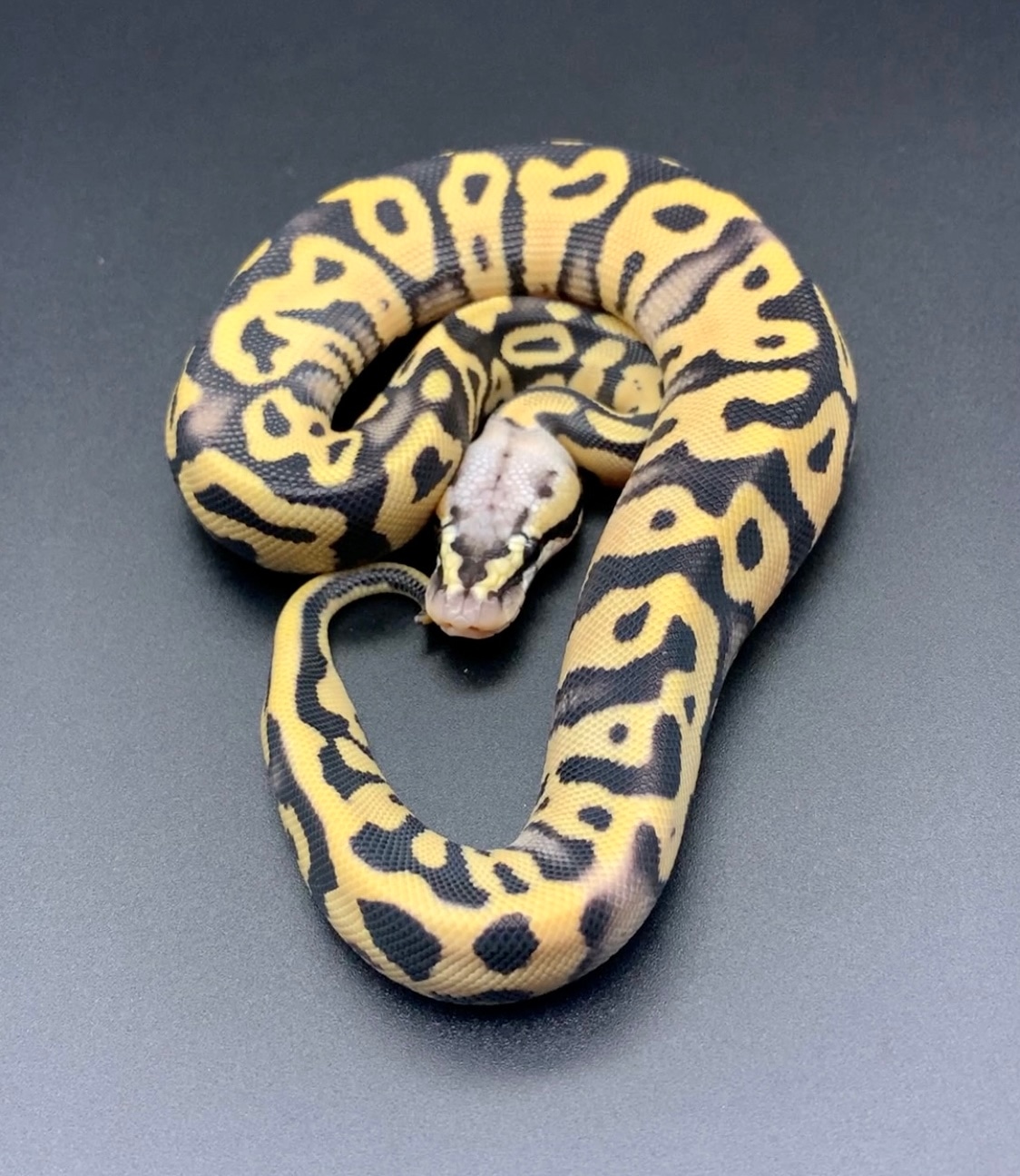 Leopard Pastel Desert Ghost Het Clown Ball Python by Butte Ball Pythons ...