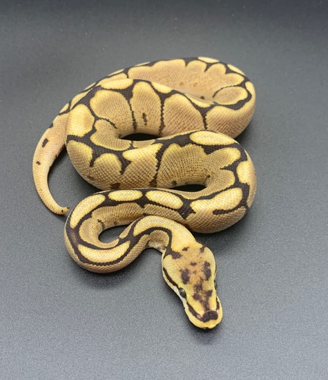 Fire Spider (Blade) Het Desert Ghost Het Clown Ball Python by Butte ...
