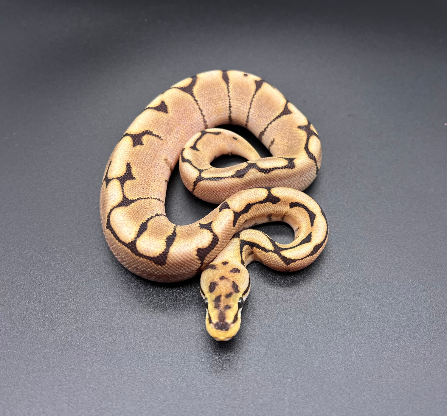 Fire Spider Blade Het Desert Ghost Het Clown Ball Python by Butte Ball ...