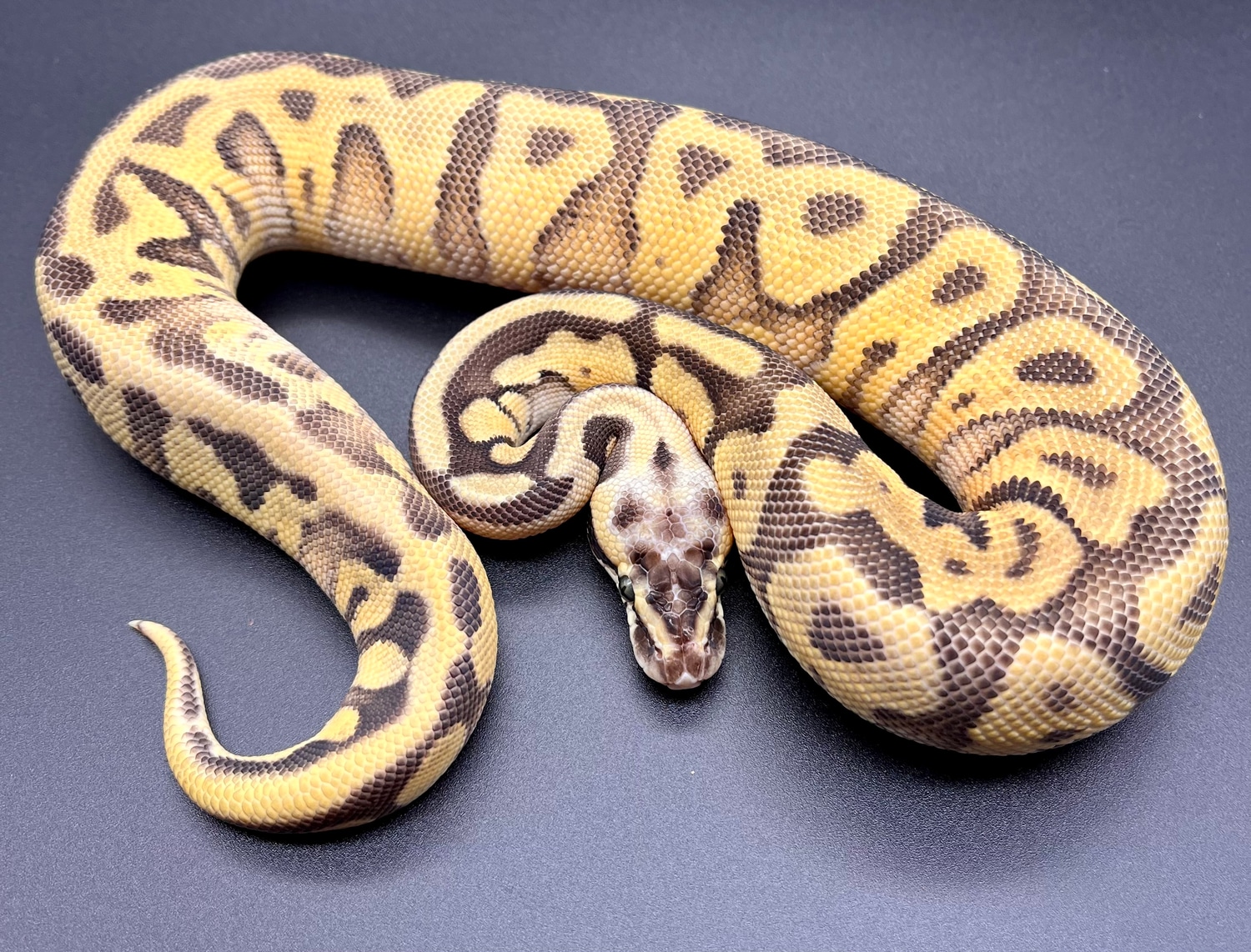 Enchi Leopard Super Pastel Dh Desert Ghost Clown Ball Python by Butte ...