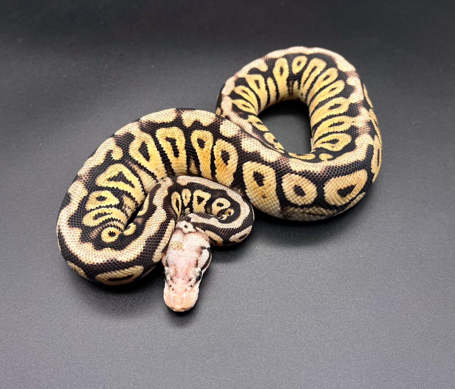 Pastel Spotnose Het Desert Ghost Het Clown Ball Python by Butte Ball ...