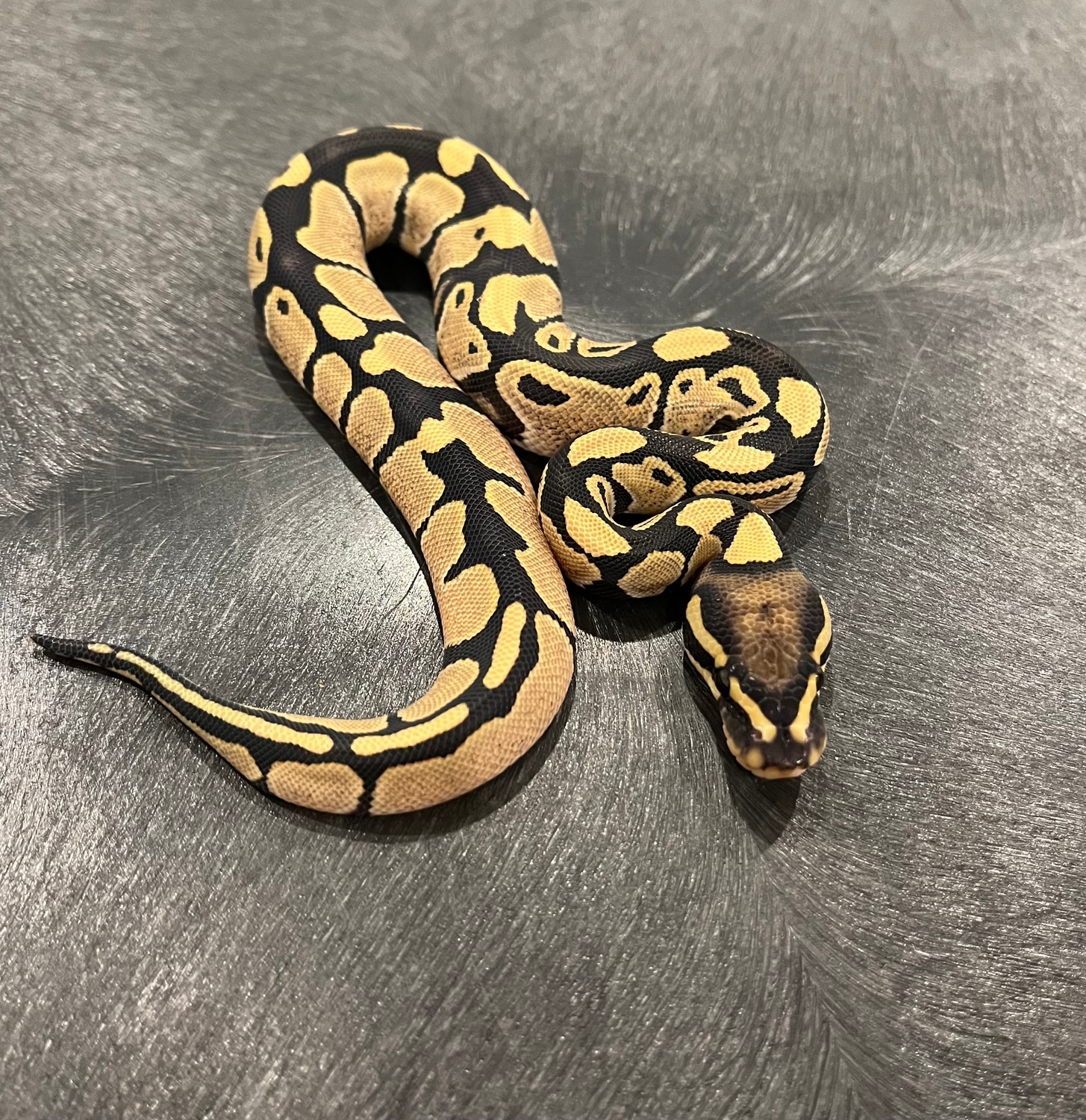 Desert Ghost Ball Python by Butte Ball Pythons LLC - MorphMarket