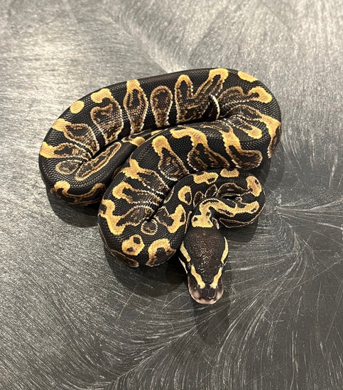 GHI Het Desert Ghost Ball Python by Butte Ball Pythons LLC