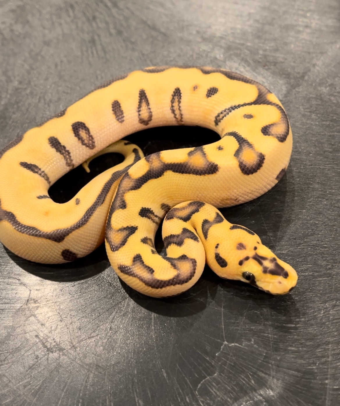 Enchi Spotnose Vanilla Desert Ghost Clown Ball Python by Butte Ball ...