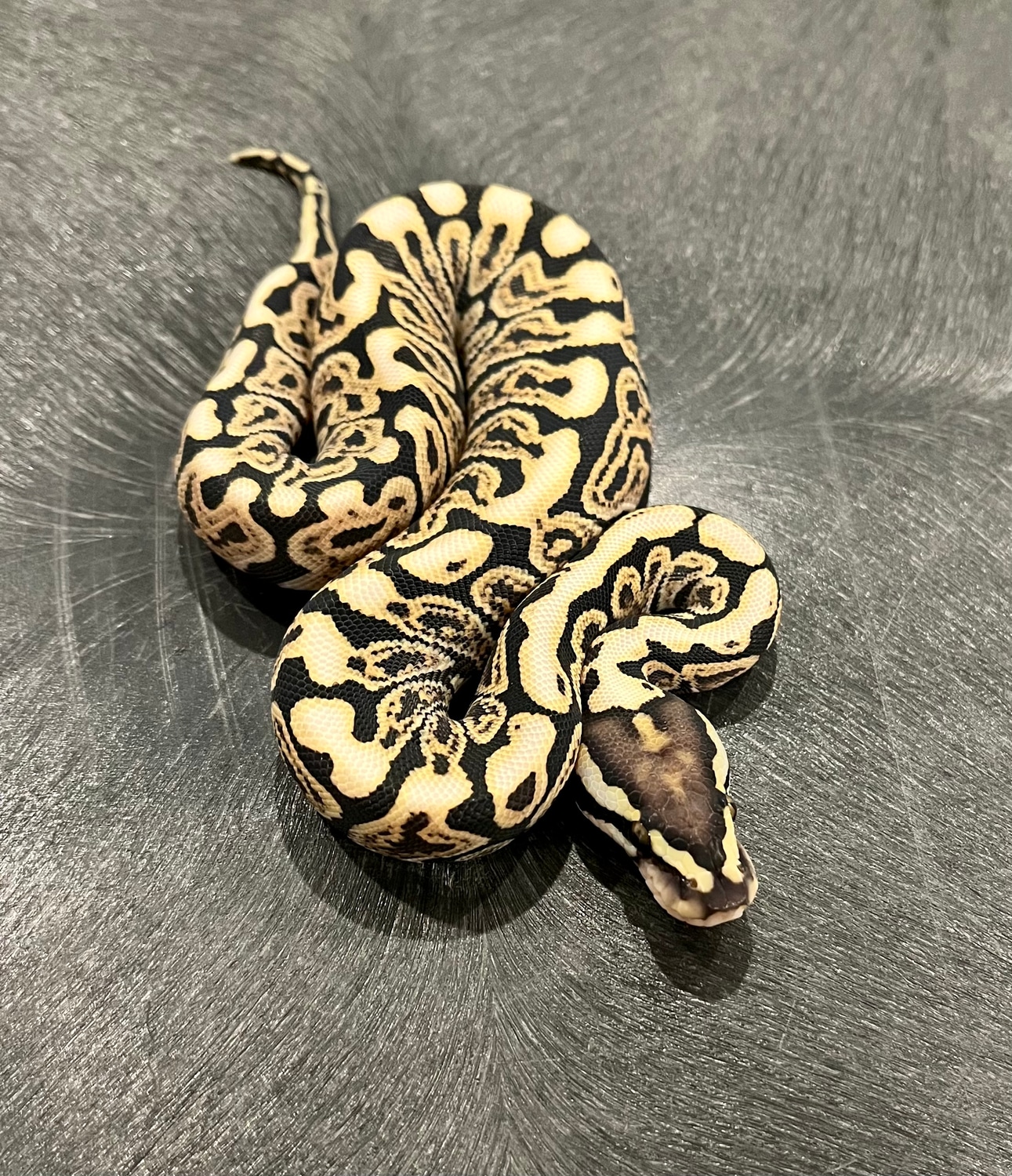 Mario Spotnose GHI Desert Ghost Ball Python by Butte Ball Pythons LLC ...