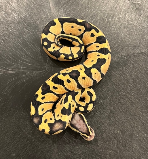 Mario Pastel Desert Ghost Ball Python by Butte Ball Pythons LLC