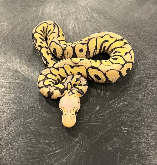 Pastel Spotnose Vanilla Desert Ghost Clown Ball Python by Butte Ball ...