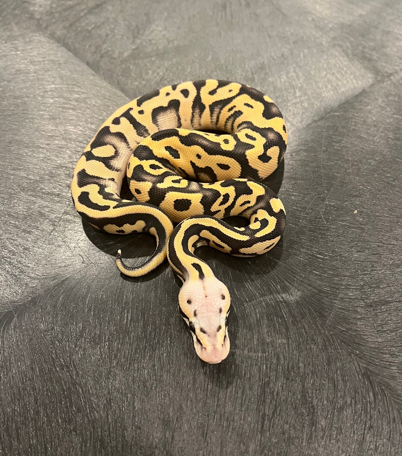 Pastel Leopard Desert Ghost Het Clown Ball Python by Butte Ball Pythons ...