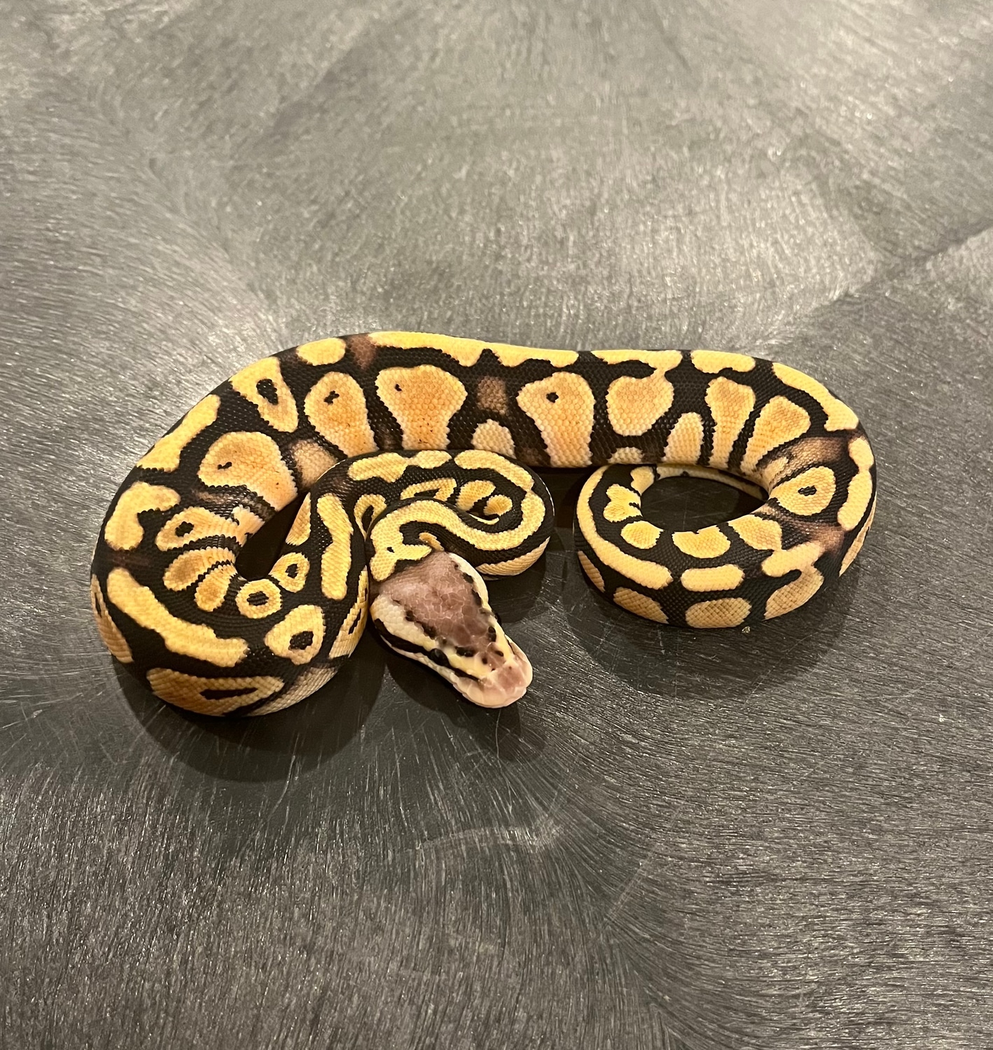 Pastel Het Desert Ghost Clown Ball Python by Butte Ball Pythons LLC ...