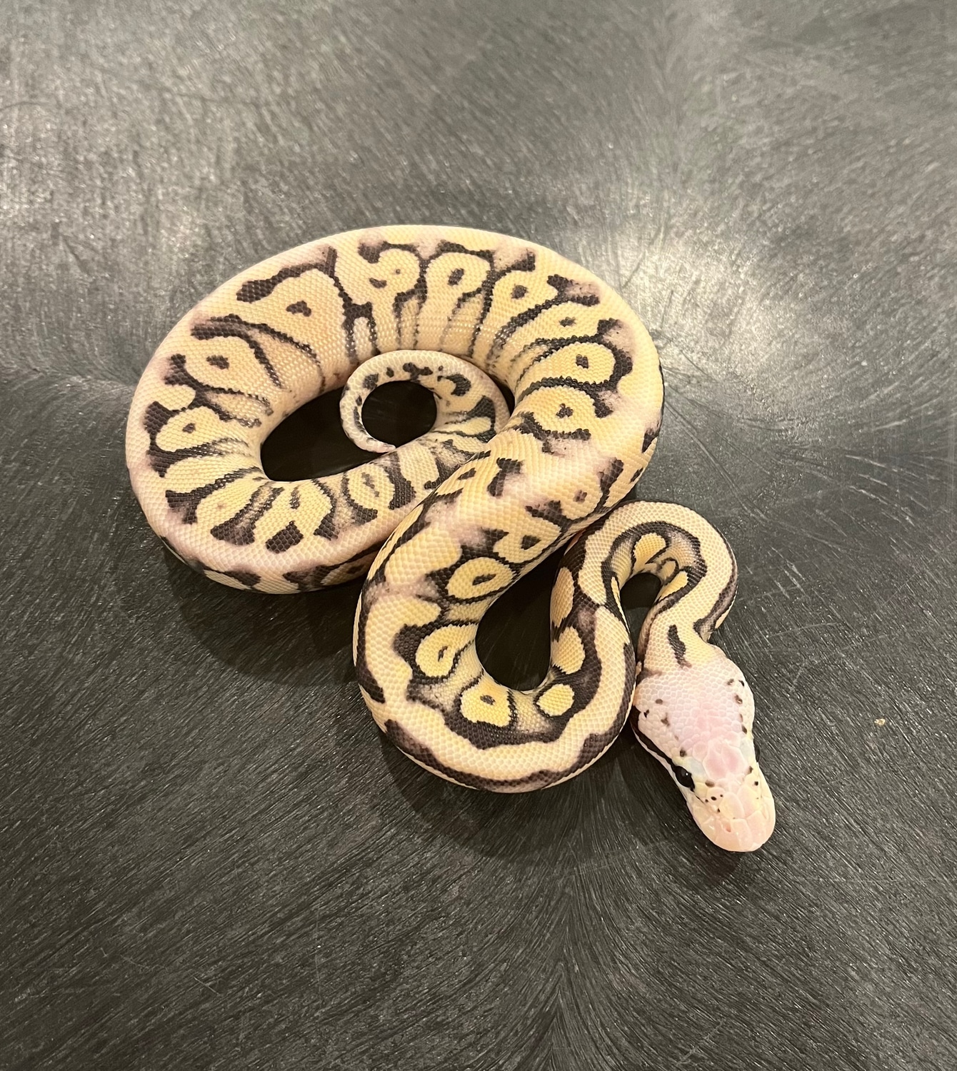 Super Pastel Spotnose Desert Ghost Het Clown Ball Python by Butte Ball ...