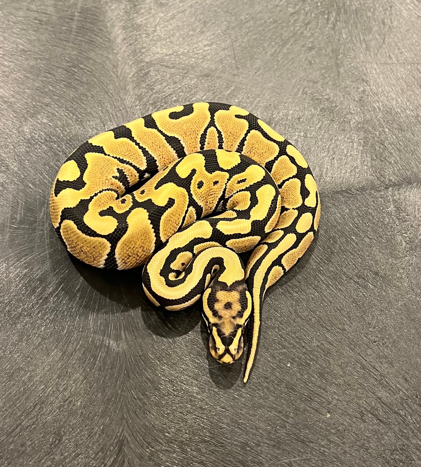 Enchi Spotnose Desert Ghost Ball Python by Butte Ball Pythons LLC ...