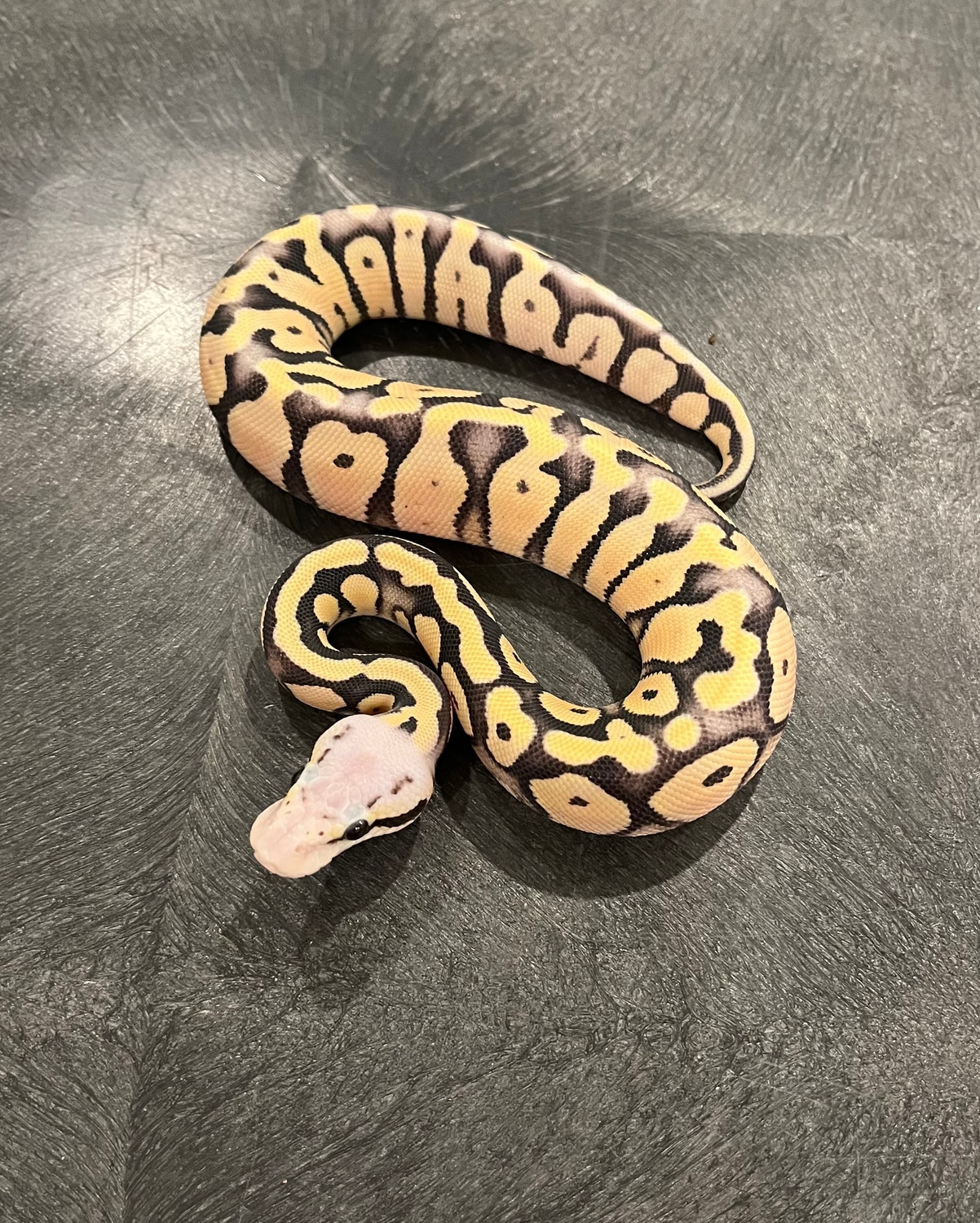 Pastel Spotnose Desert Ghost Het Clown Ball Python by Butte Ball ...