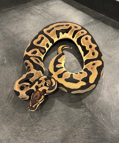 RTB Orange Dream Leopard (Pos YB) Dh Desert Ghost Pied Ball Python by ...