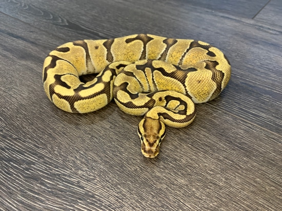 Enchi Vanilla Dh Desert Ghost Clown Ball Python by Butte Ball Pythons LLC