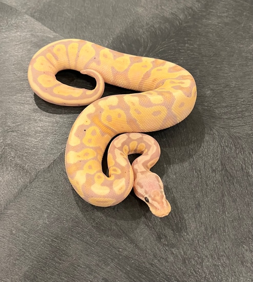Banana Pastel Triple Het Desert Ghost Hypo Clown Ph Pied Ball Python by Butte Ball Pythons LLC