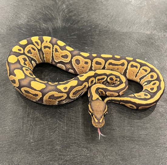 Hypo Het Clown Ball Python by Butte Ball Pythons LLC