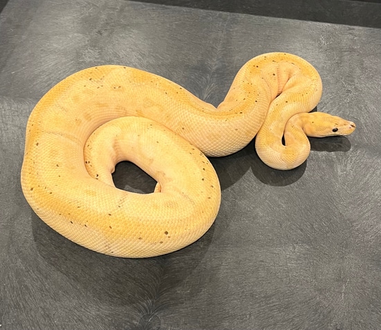 RTB Banana Blade Clown Het Pied Ph Hypo Ball Python by Butte Ball ...