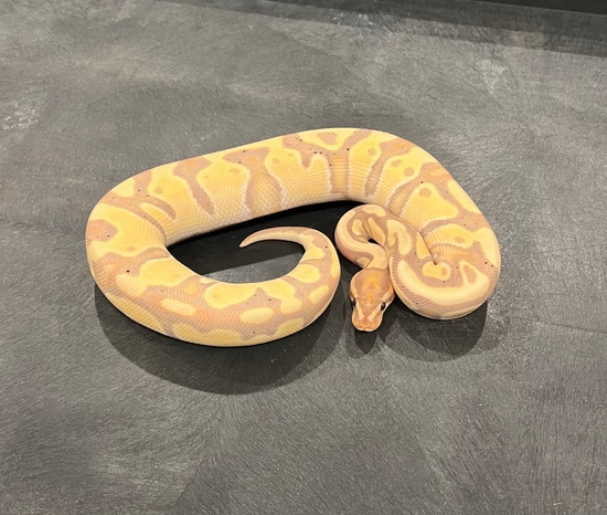 Orange Dream Banana Het Clown Pied Ball Python by Butte Ball Pythons LLC
