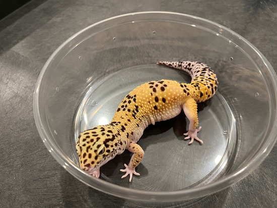 Super Giant Het Radar Eclipse Albino (Bell) Leopard Gecko by Butte Ball ...